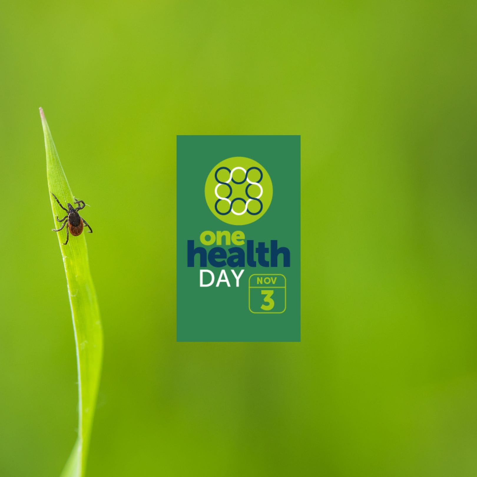 One Health Day 2022 - ACTAsia